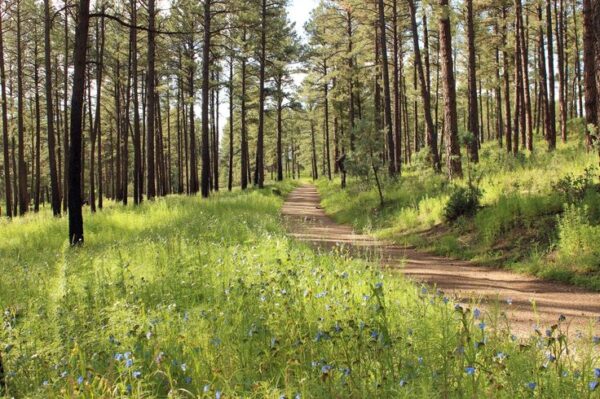 Our Top 5 Hiking Trails in Ruidoso - Innsbrook Village