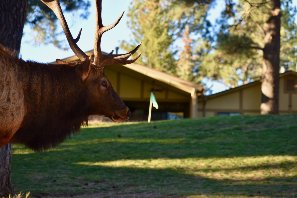 Home - Innsbrook Village