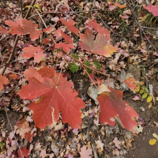 Home - Innsbrook Village